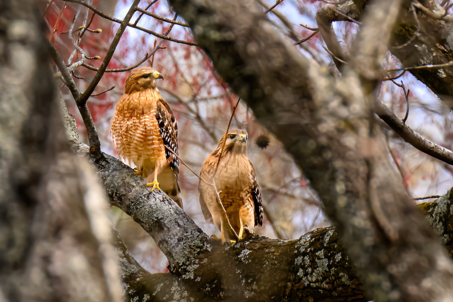 The Journey of the Red-Shouldered Hawks: A Personal Photo Project ...